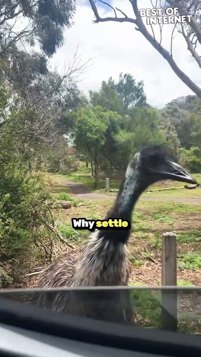 Hilarious Emu Encounter! || Best of Internet - video Dailymotion
