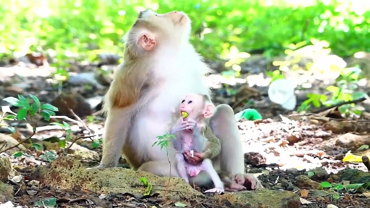 Sada Son Is Warned By Mother Sabe During Finding Foods Together With ...