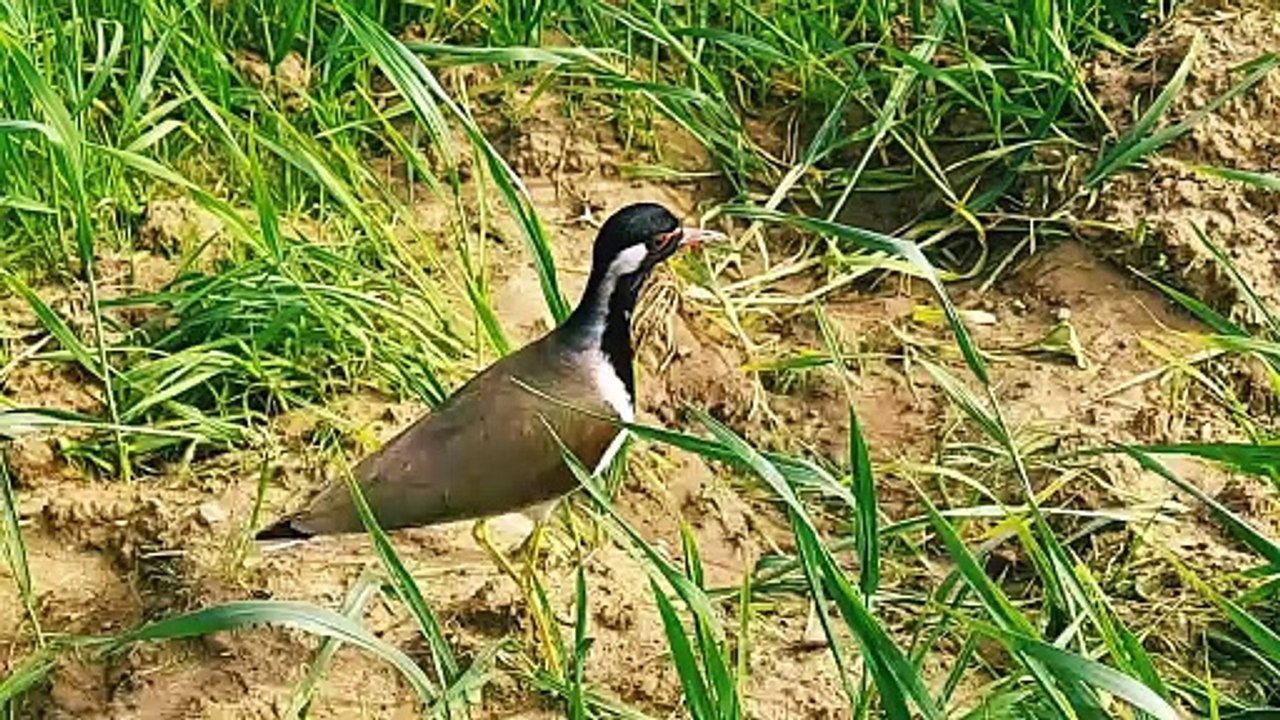 tithari bird sound | #tithari | titahari ki aawaj | टिटहरी - video ...