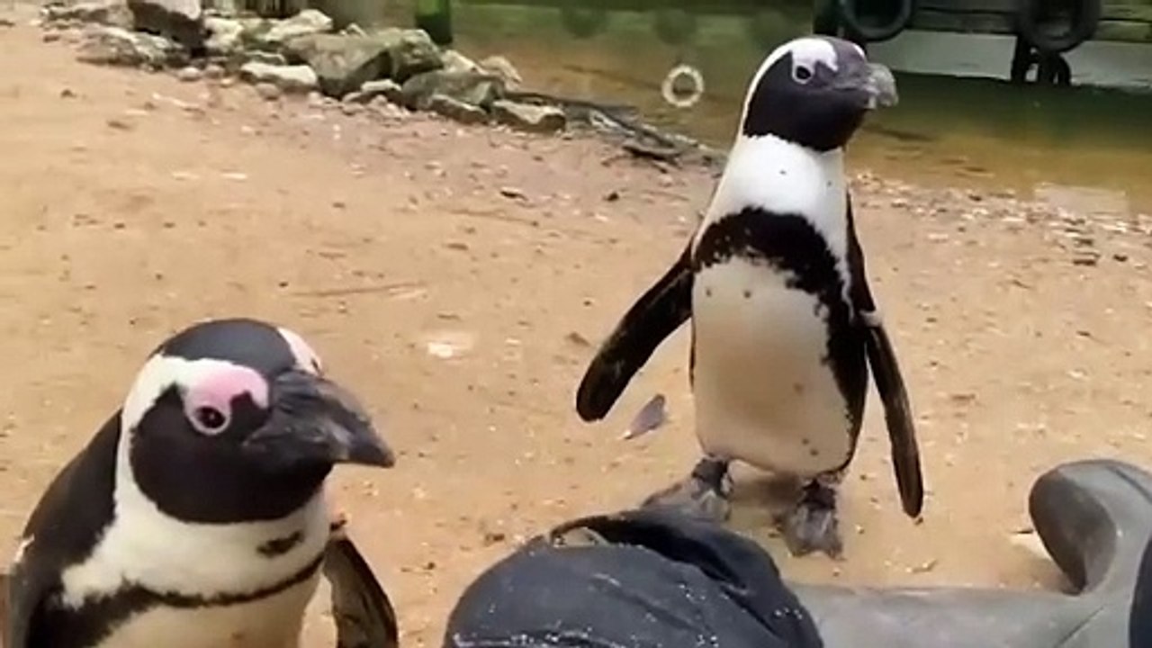 Birdworld penguin becomes 'guide-bird' to companion suffering cataracts ...