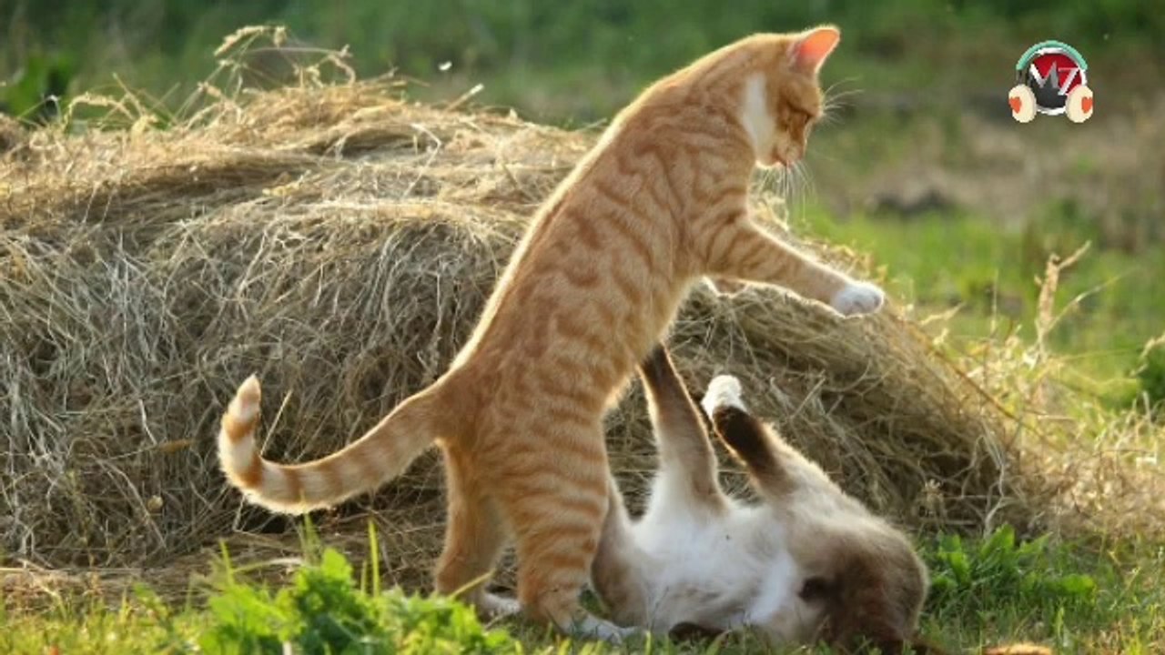 cats fighting sound effect_cats fight sounds - video Dailymotion