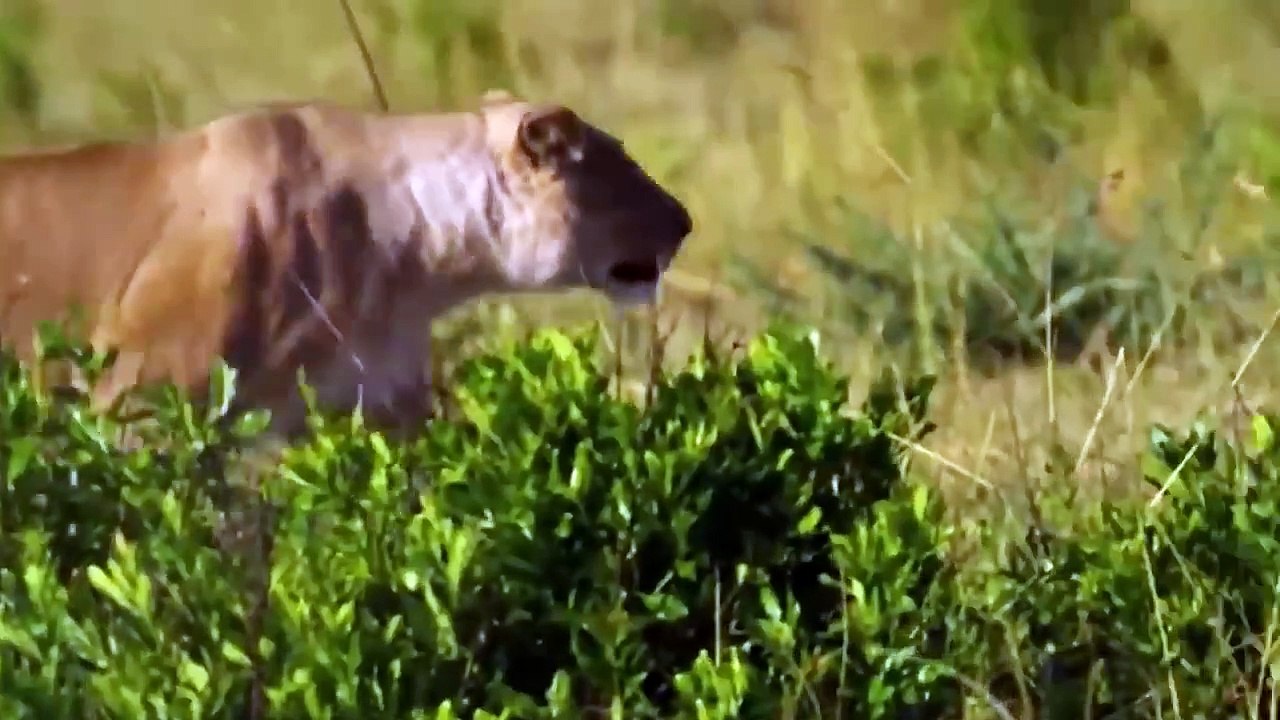 OMG...Angry Buffalo Herd Flick Lions Into Air To Rescue Impala - Lions ...