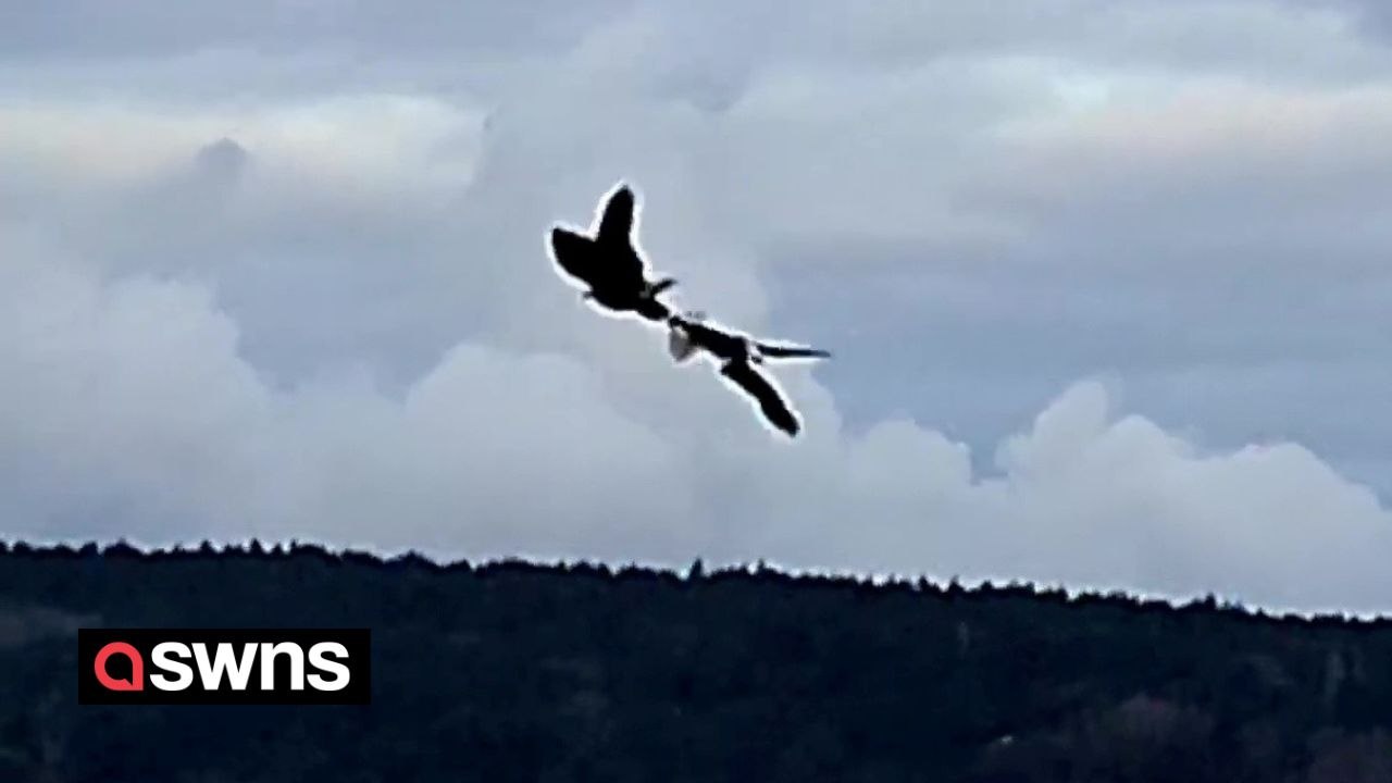 Eagles in cartwheel courtship display - interlocking talons and ...