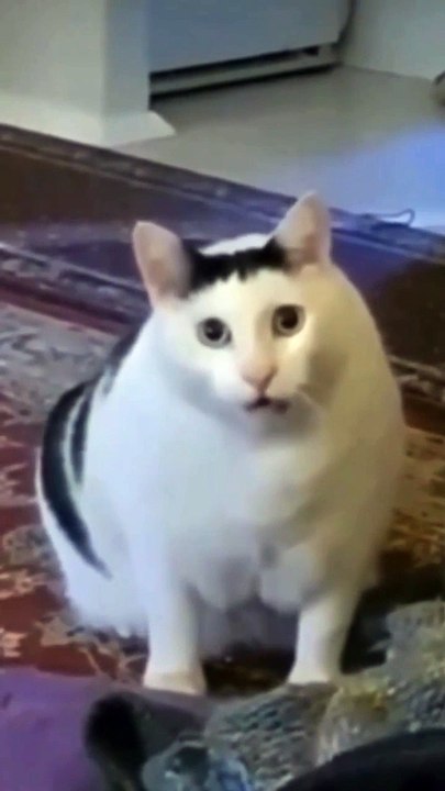 Hhhuh_ Huh_ Cat meme __ #meme #funny - video Dailymotion