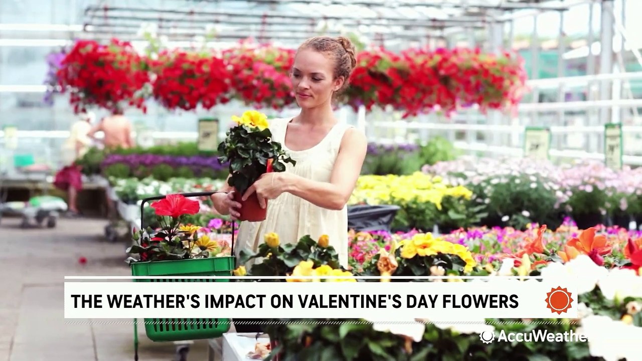 The weather's impact on Valentine's Day flowers - video Dailymotion