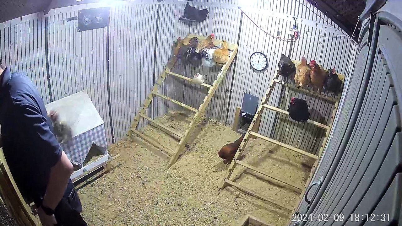 Three Affectionate Chickens - video Dailymotion