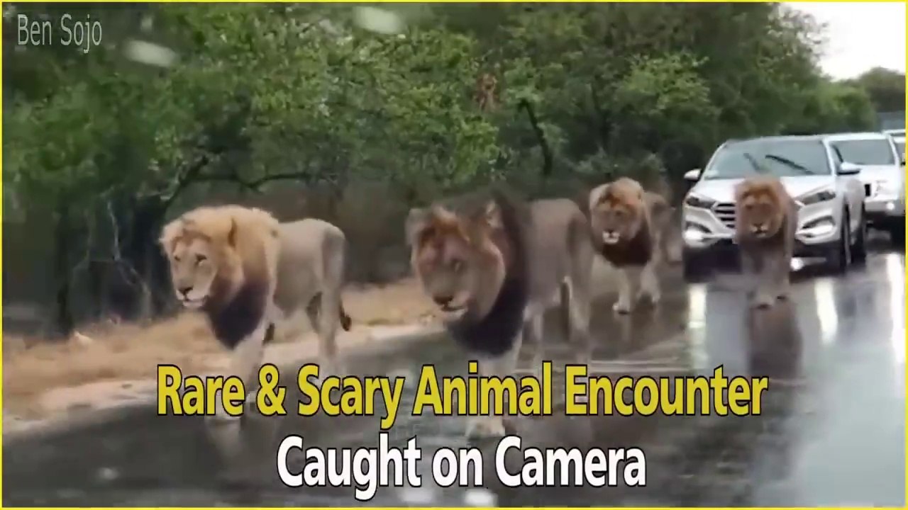 Most Terrifying and Scariest Animal Encounter Caught on Camera - video ...