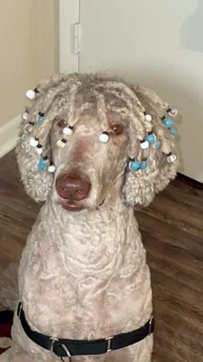 Poodle With Beaded Dreads - video Dailymotion