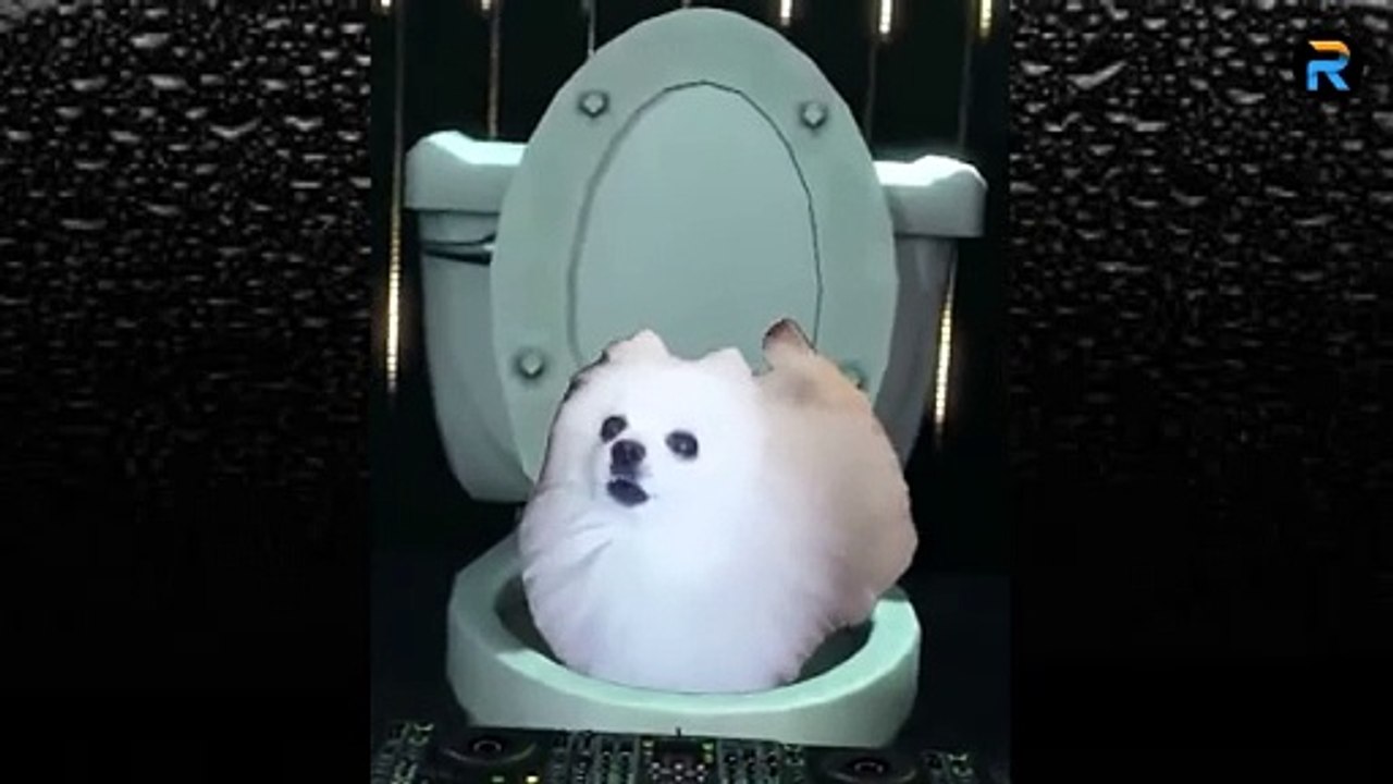 Watch Skirby Dog Video - video Dailymotion