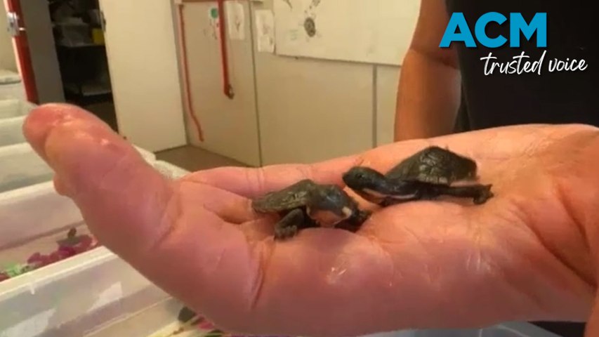 Endangered twin Bell’s turtles born | The Canberra Times | Canberra, ACT