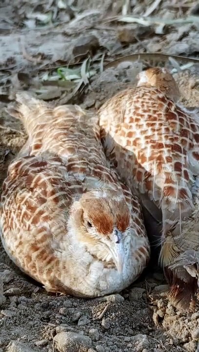 wild pakshi - video Dailymotion