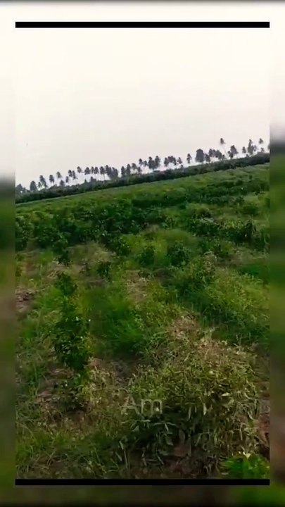 #religion #egzonibrahimi #jummamubarak #foryou #field #natrue # ...