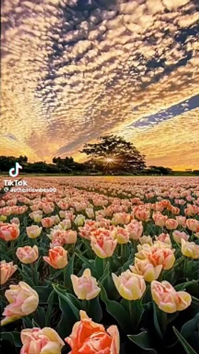 #13 flower - video Dailymotion