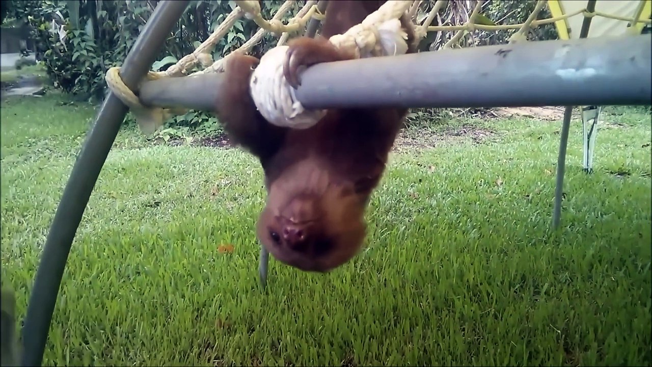 Baby Sloths Being Sloths - FUNNIEST Compilation - video Dailymotion