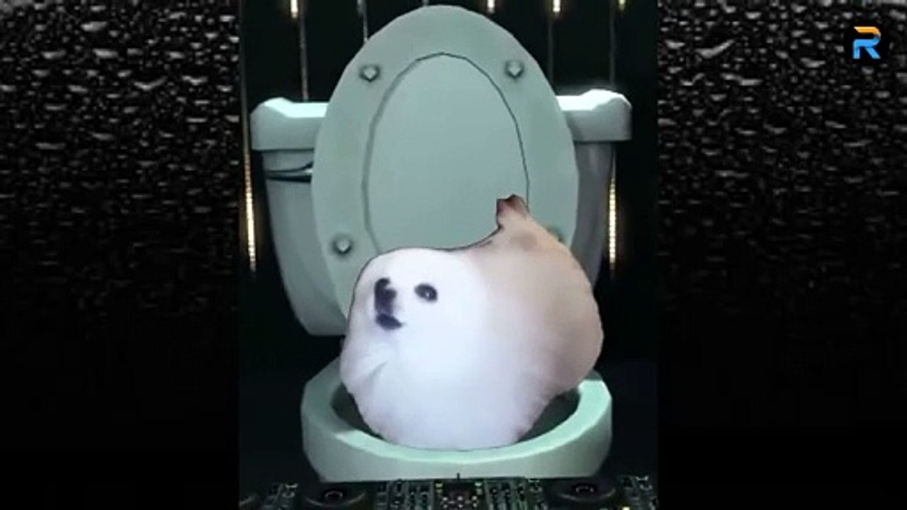 Watch Skirby Dog Video - video Dailymotion