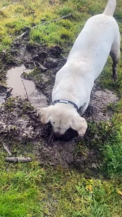 Dog Dunks Face In Mud - video Dailymotion