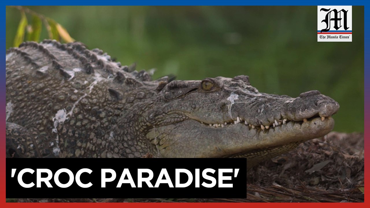 Australia works to save crocodiles from extinction - video Dailymotion