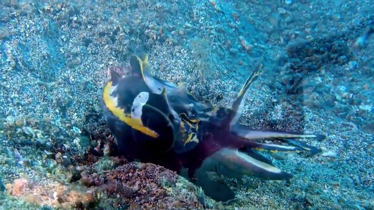 Cua Yeti- sinh vật kỳ lạ phủ đầy lông trắng miễn dịch với nọc độc và ...