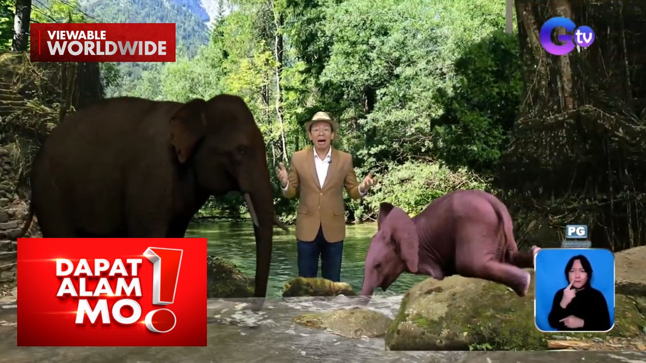 Isang taong gulang na elepante sa South Africa, bakit kulay pink ang balat?! | Dapat Alam Mo ...