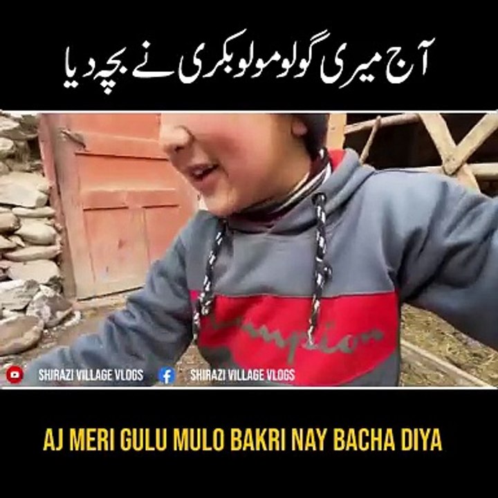 Aj mera gulo mulo bakri ne bacca diya - video Dailymotion