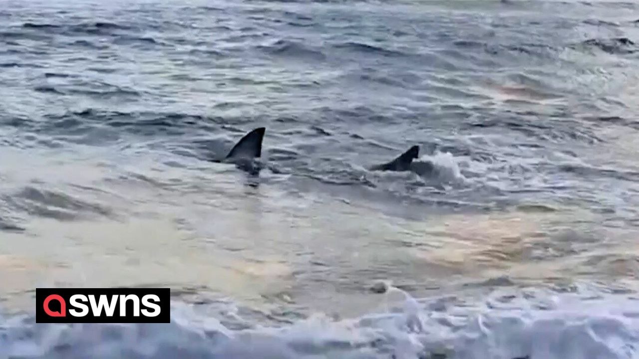 Video of great white shark thrashing around in shallow water before it ...