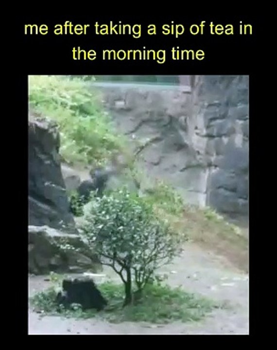 Gorilla farting meme - video Dailymotion