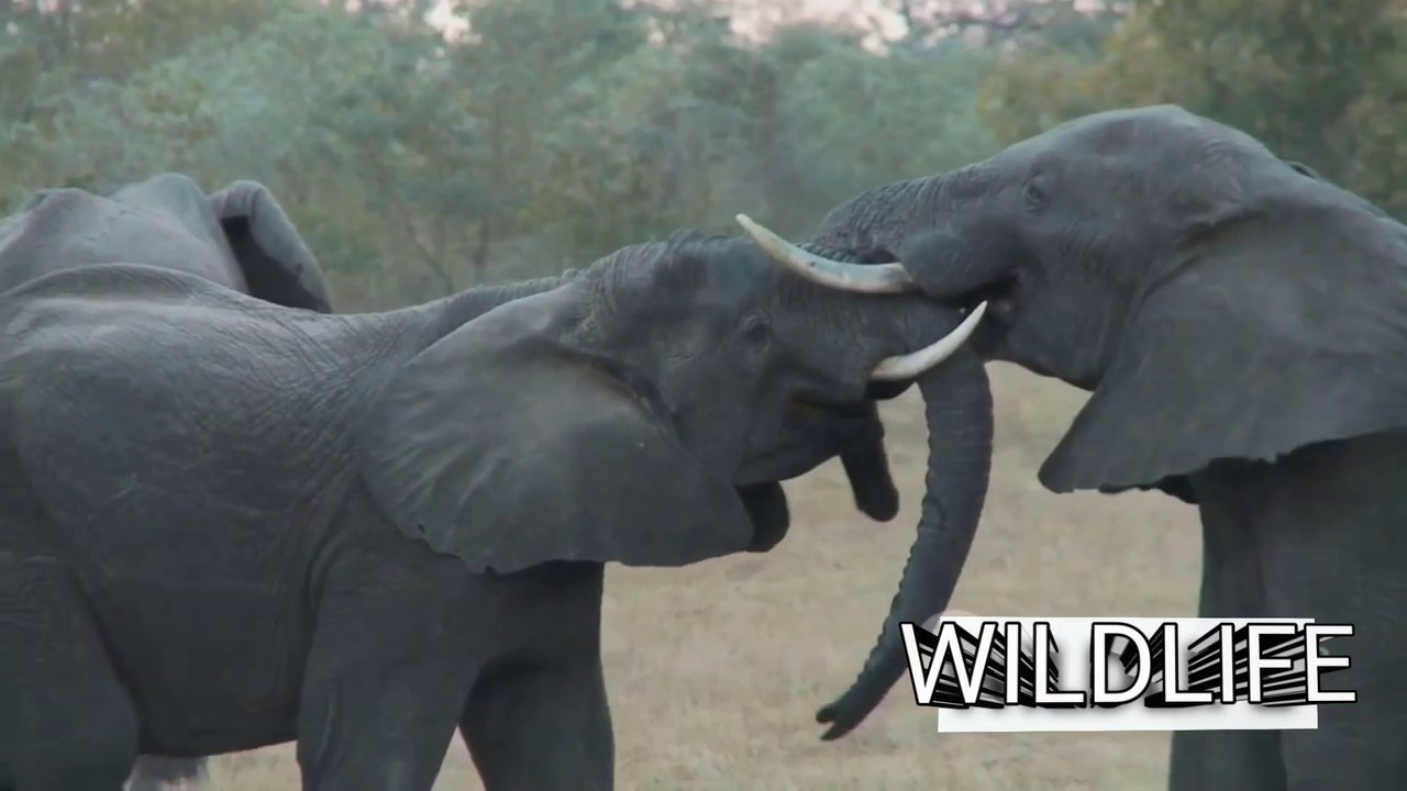 Wildlife elephant - video Dailymotion