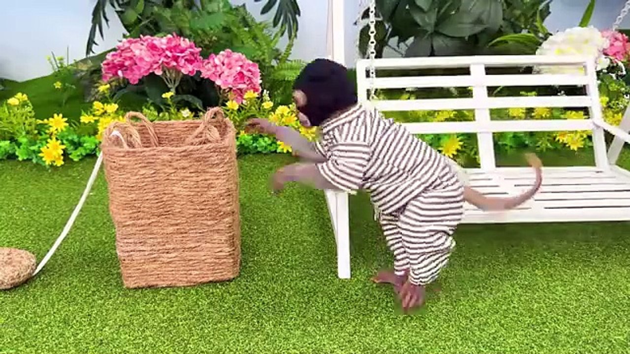 Monkey Baby Bon Bon eats Food with the ducklings in the garden and goes ...