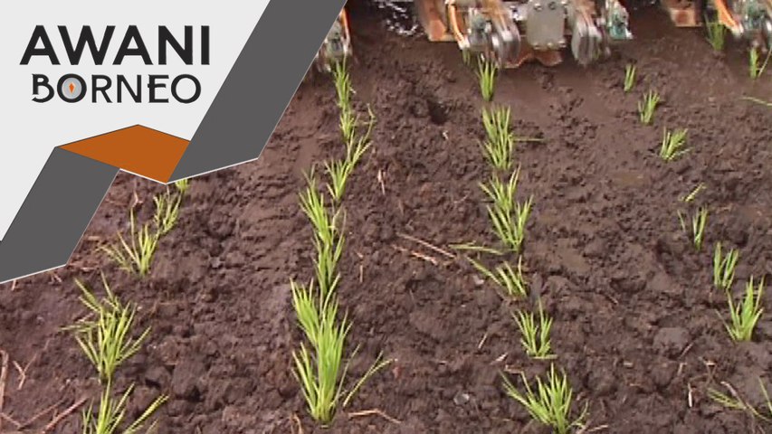 Carian mengenai topik kaedah-penanaman-padi | Astro Awani