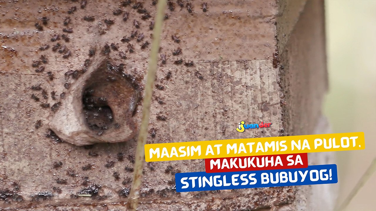 Maasim at matamis na pulot, makukuha sa stingless bubuyog! | I Juander ...