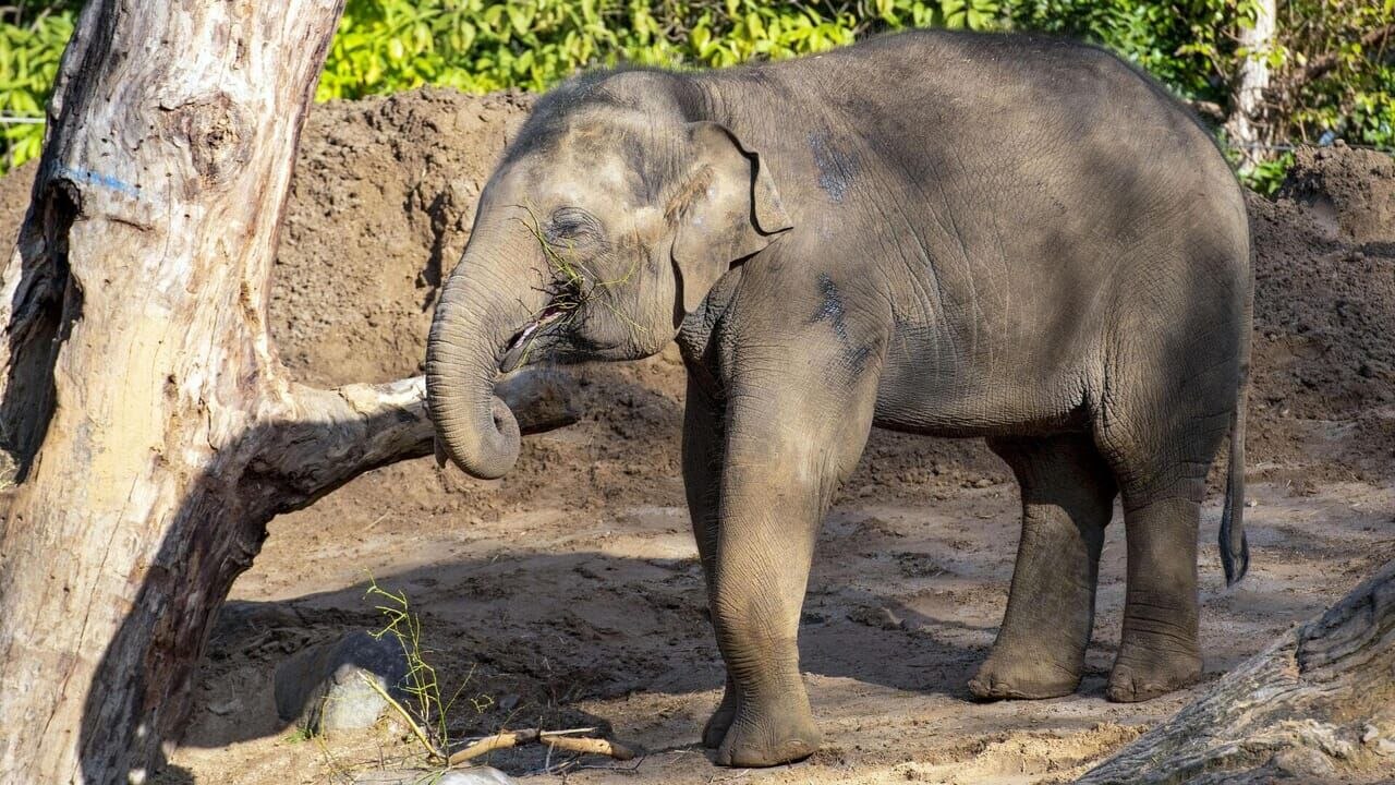 Mega Zoo vidéo bande annonce - Vidéo Dailymotion