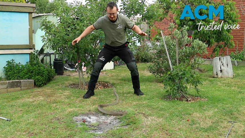 Aggressive eastern brown snake attempts to bite snake catcher Mark ...