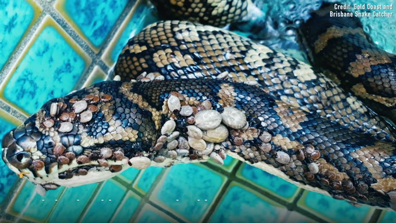 Rescued Python Covered In Hundreds Of Ticks - video Dailymotion