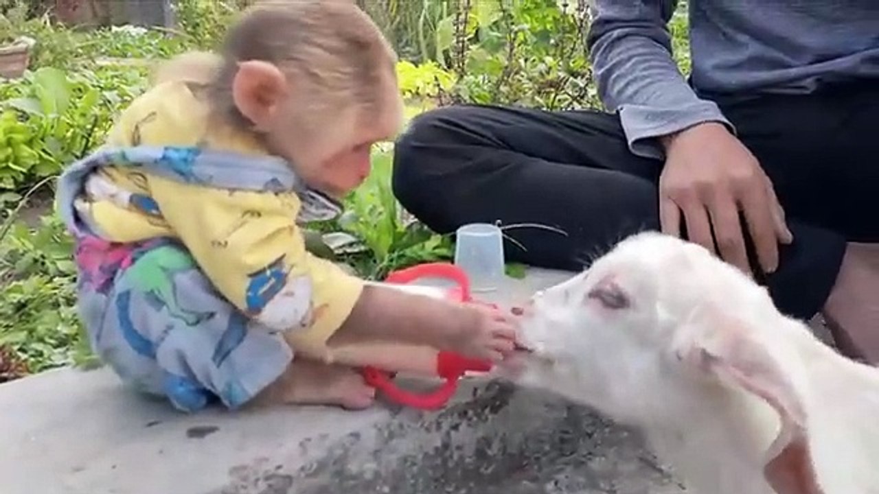 Monkey Cutis and Baby Goat Videos Compilation! - video Dailymotion