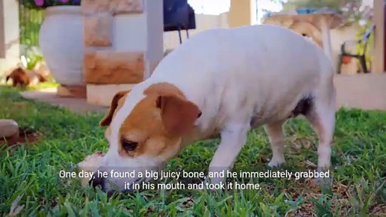 The Dog and the Bone_ A Moral Story for Children C - video Dailymotion