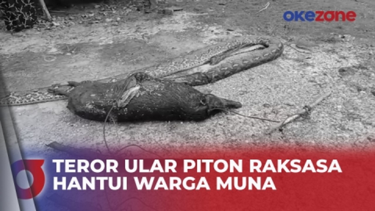 Heboh Ular Piton Raksasa Sepanjang 8 Meter Mangsa Babi Hutan di Muna ...