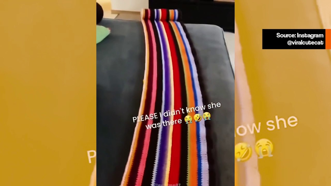 Hauskojen videoiden kokoelma osoittaa, että pelästyneellä kissalla on ...