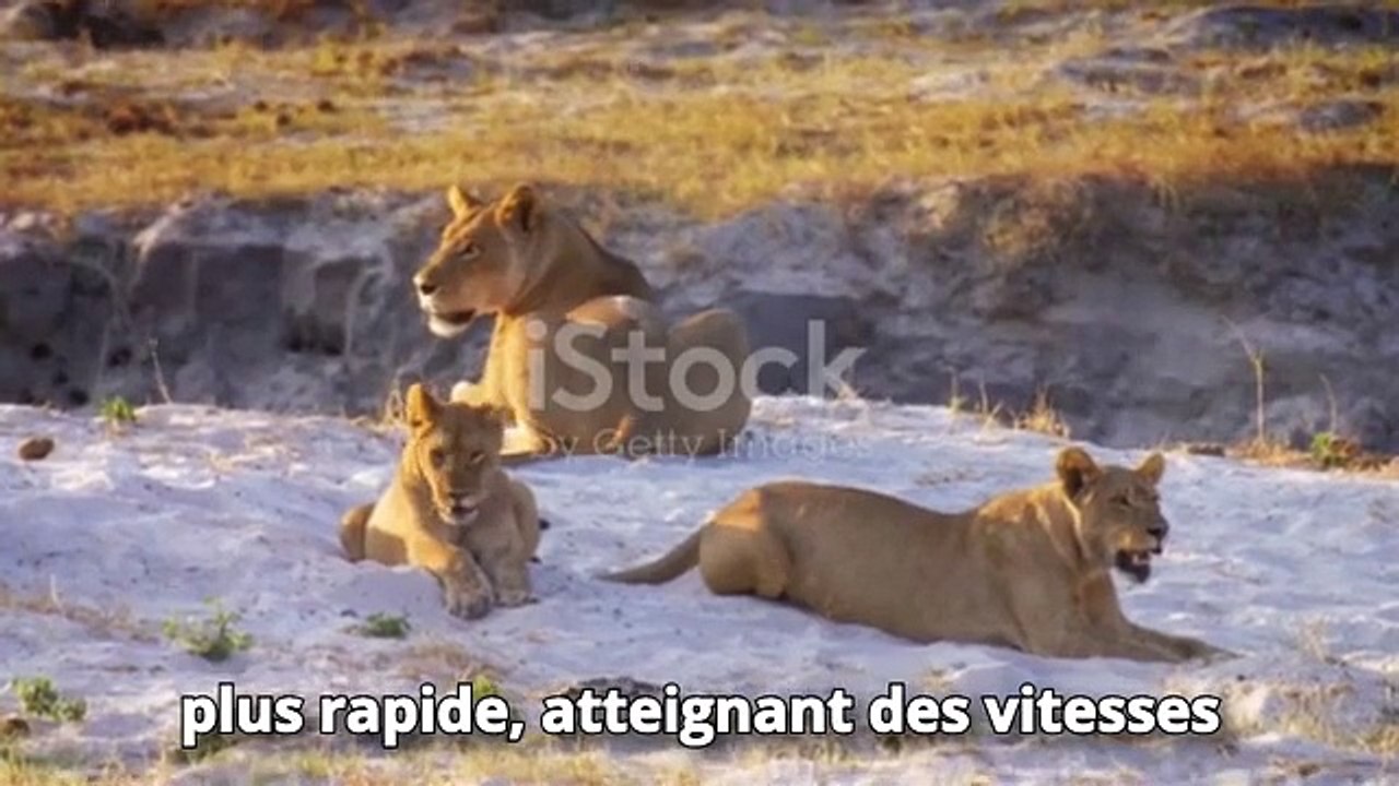 Documentaire _ les animaux sauvages d'Afrique trésors de la Faune ...