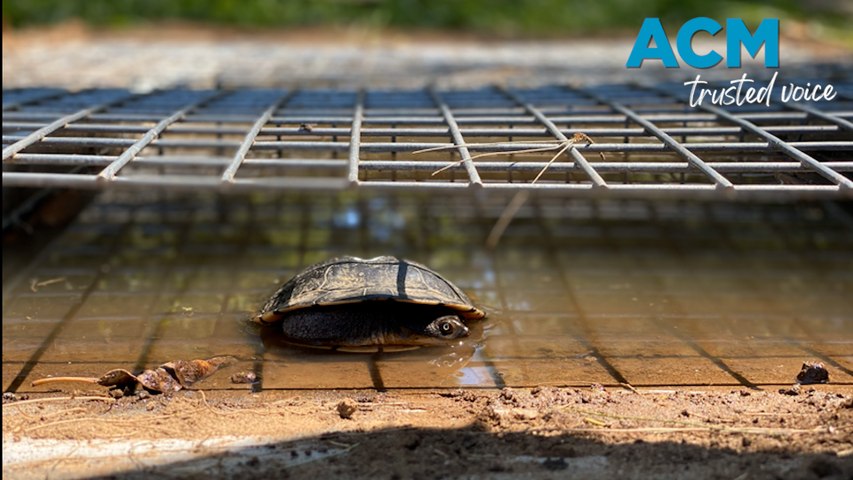 Innovative ‘turtle-tunnels’ keep turtles and eastern quolls safe ...