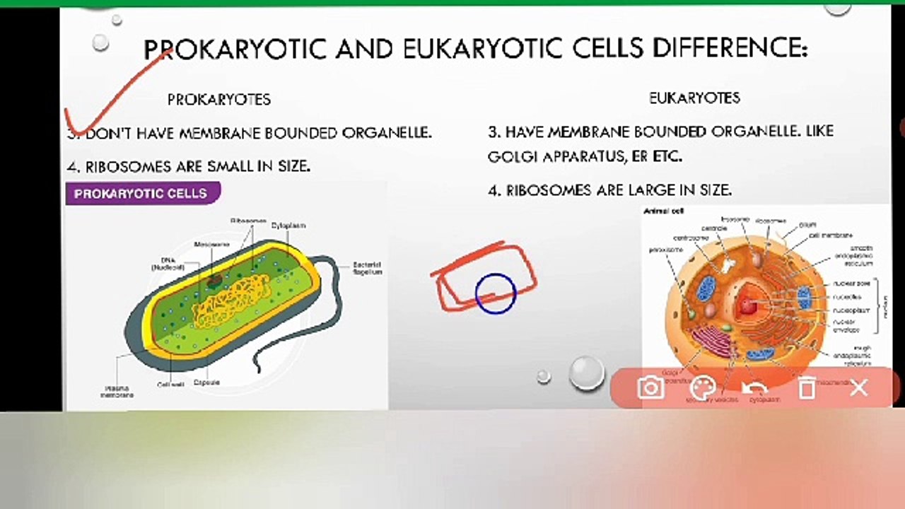 Difference between prokaryotic and eukaryotic cells 9 class | Lec # 16 | chp #4| cells and ...