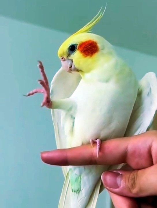 Charming Parrot Shows Off Its Singing and Dancing Skills - video ...