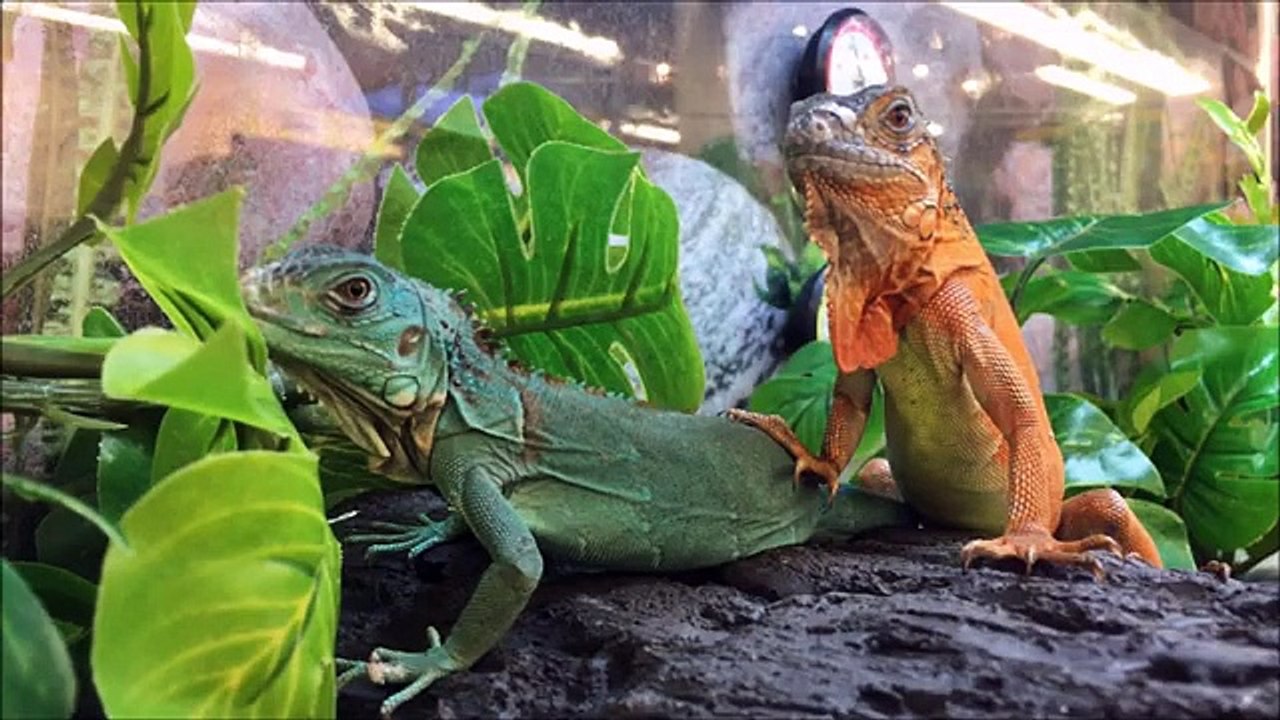 All_About_Lizards_for_Kids_-_Facts_About_Lizards_for_Children ...