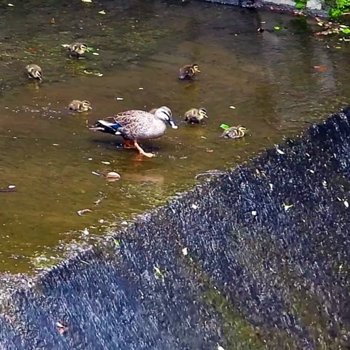 Scary baby duck. fall down a very steep[Cute Animal] - 動画 Dailymotion