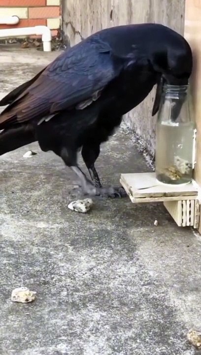 pyasa kauwa real story - video Dailymotion