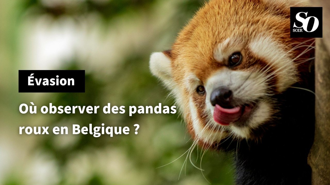 Où observer des pandas roux en Belgique ? - Vidéo Dailymotion