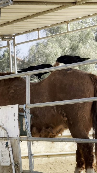 Crows Gather Hair From Shedding Horse - video Dailymotion