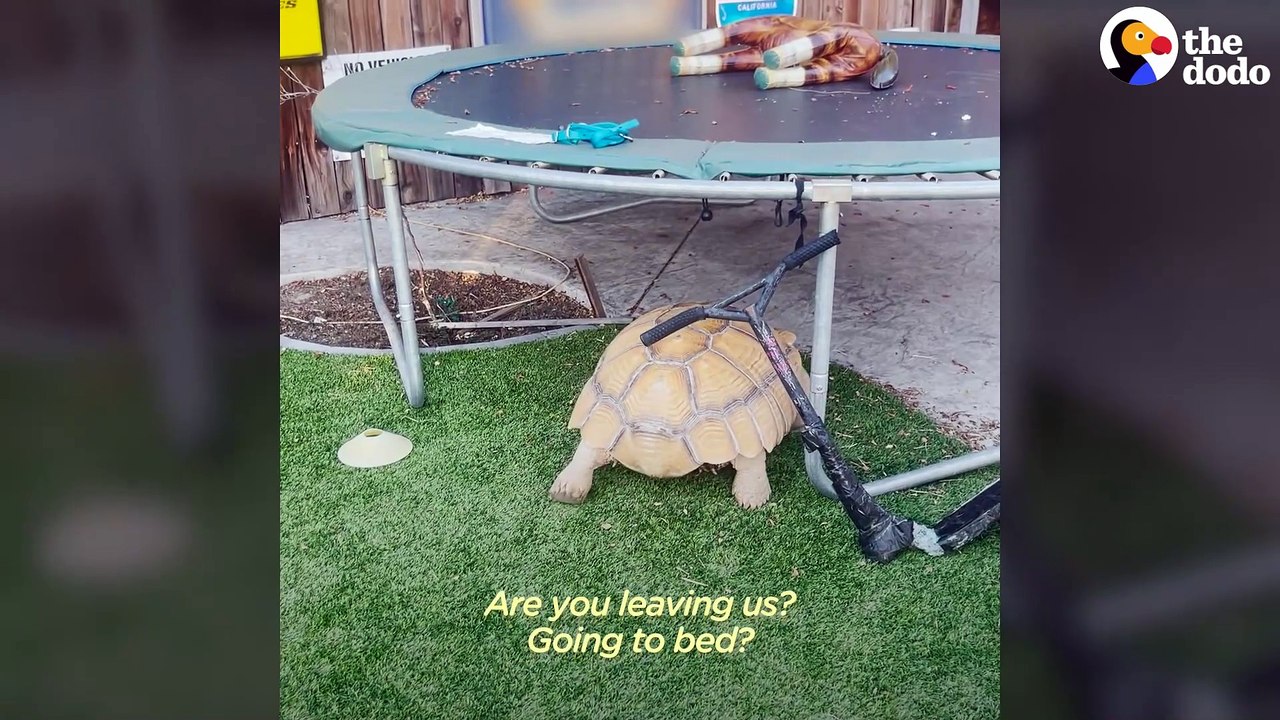Grumpy Tortoise Finds A New Obsession - video Dailymotion