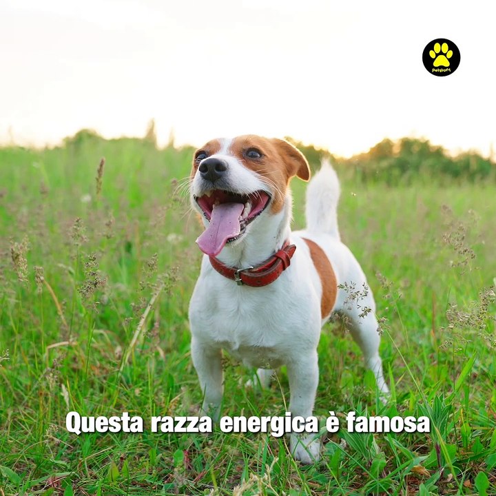 I 5 migliori cani da guardia di piccola taglia - Video Dailymotion