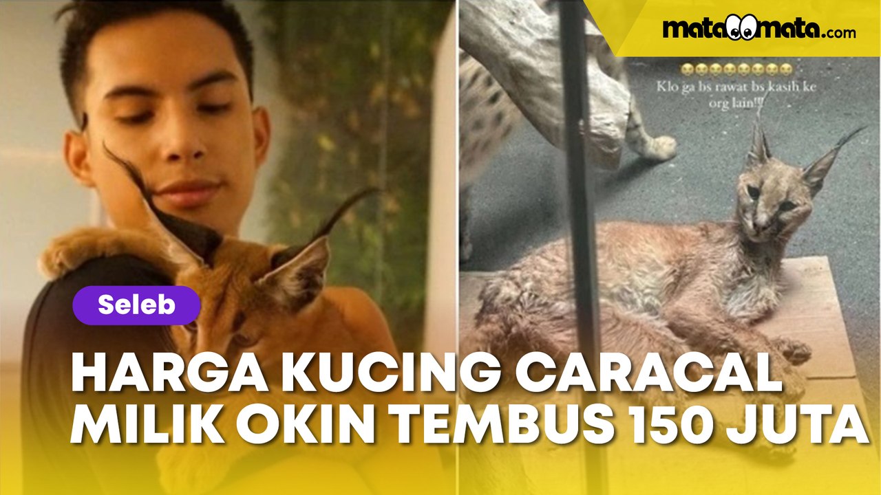 Kini Kondisinya Memprihatinkan, Harga Kucing Caracal Milik Okin Padahal ...