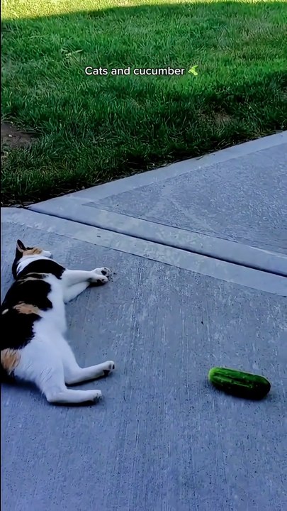 Why are cats afraid of cucumber - video Dailymotion